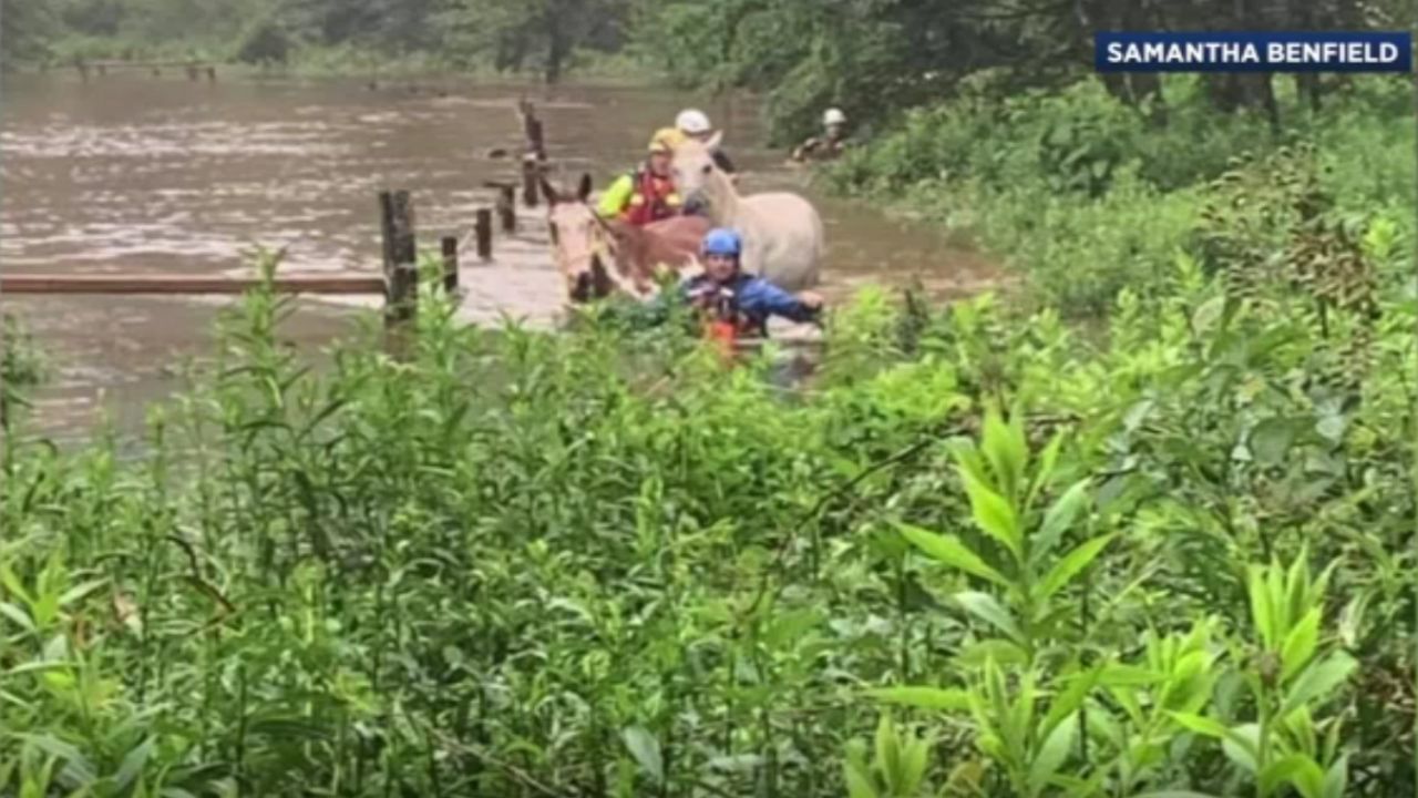 Horses Rescued from Flooded Pasture in Linville