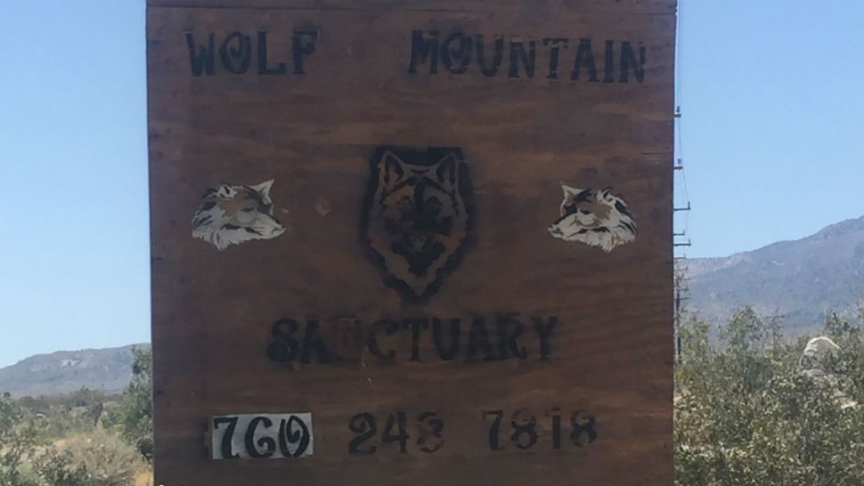 Wolf Mountain Sanctuary Works to Save Endangered Animals