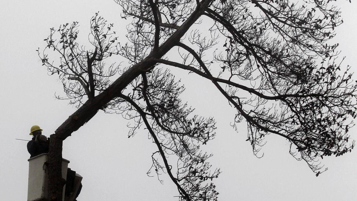 Death of Texas Trees Yields Model for Natural Disaster Recovery Plans