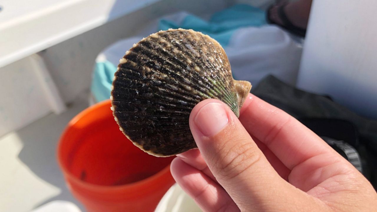 Florida on a Tankful: Scalloping in the Gulf