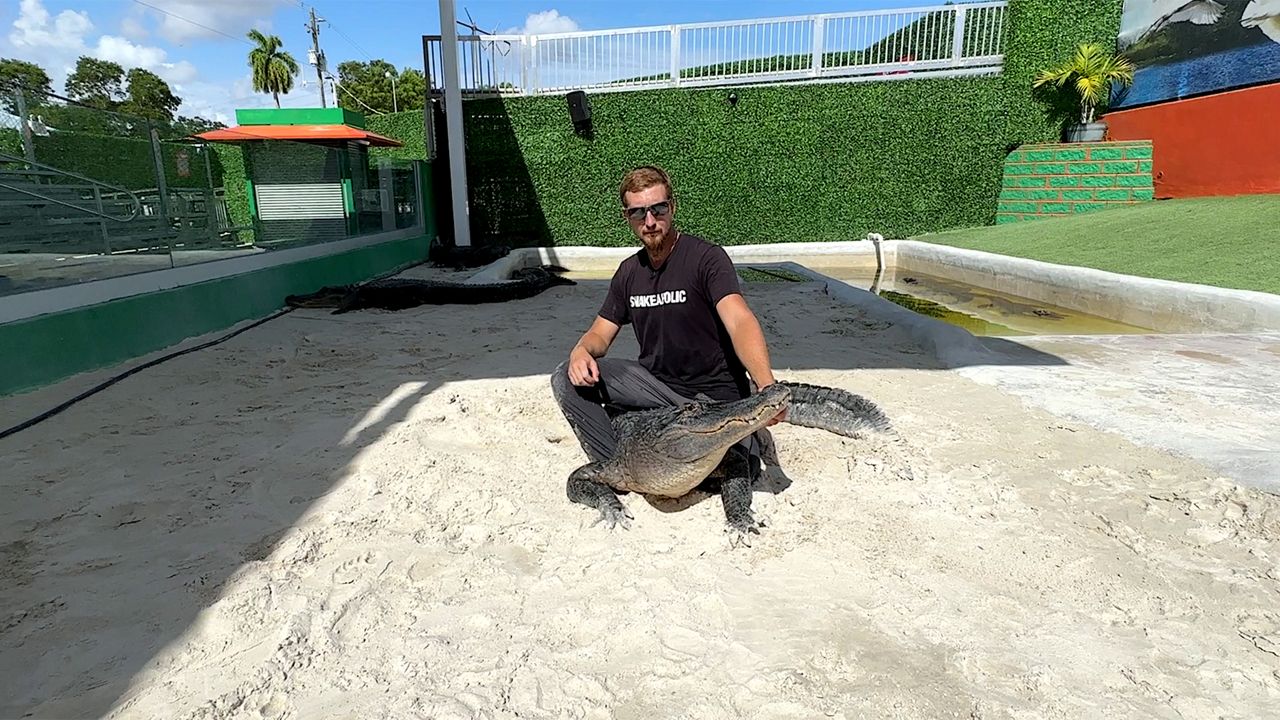 Handling alligators is what people come to see