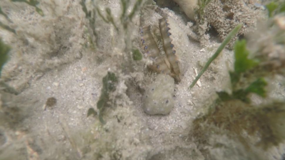 Families hunt Citrus County’s plentiful scallop supply