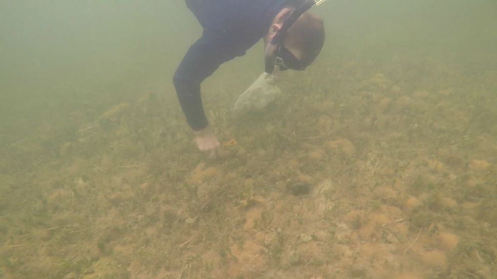 Families hunt Citrus County’s plentiful scallop supply