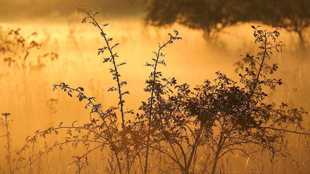 Temporary haze: Saharan dust makes its way back to Texas