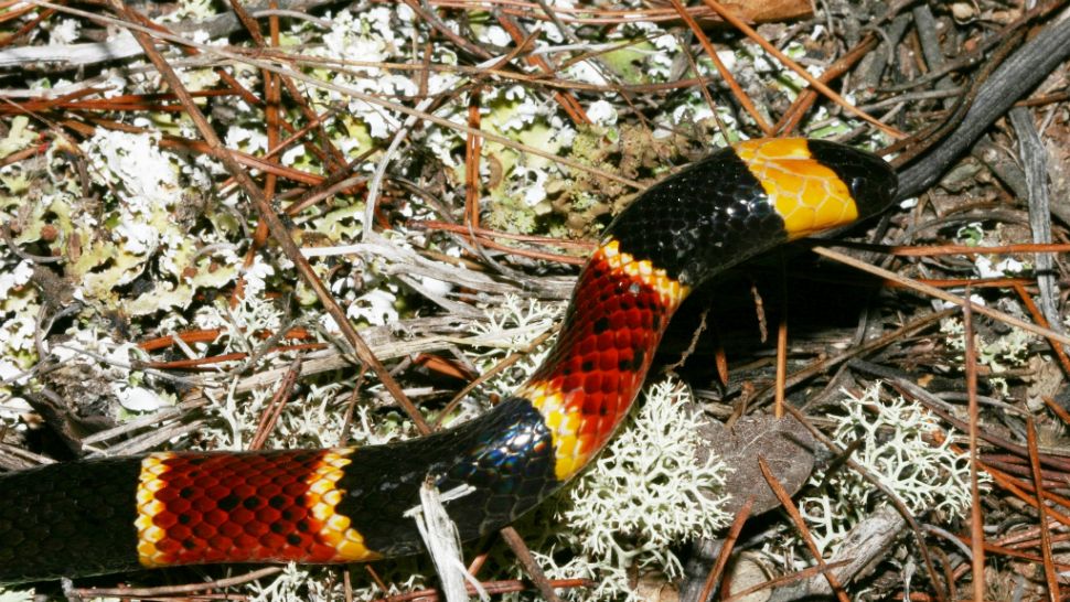 Springtime is also snake season in Texas