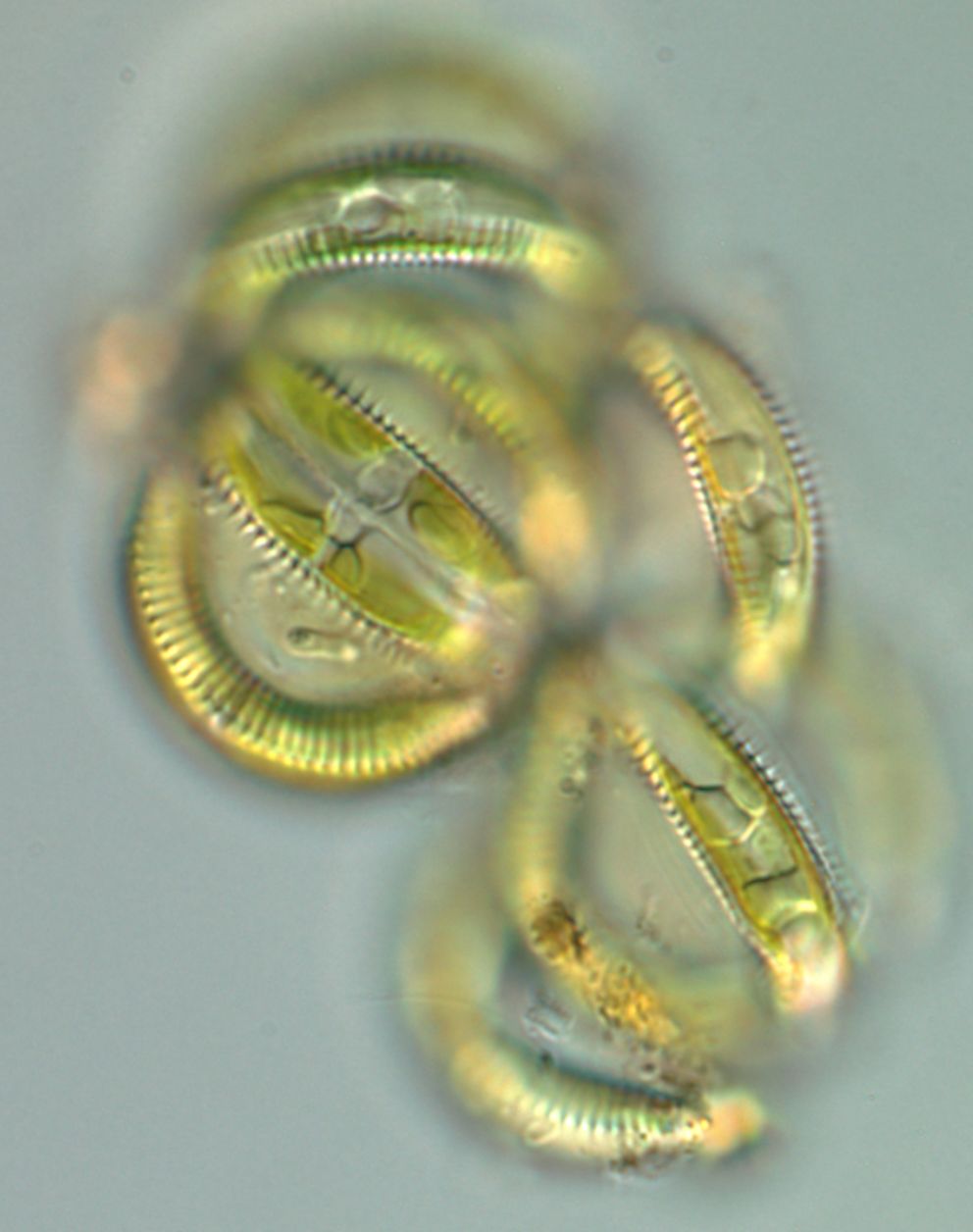 Scientists uncover new diatom species in the Apostle Islands
