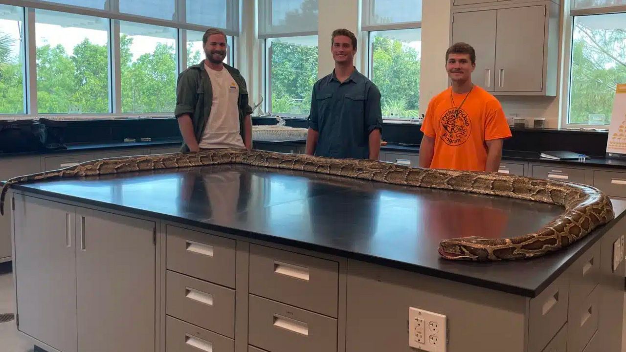 Record breaking Burmese Python Caught In Florida