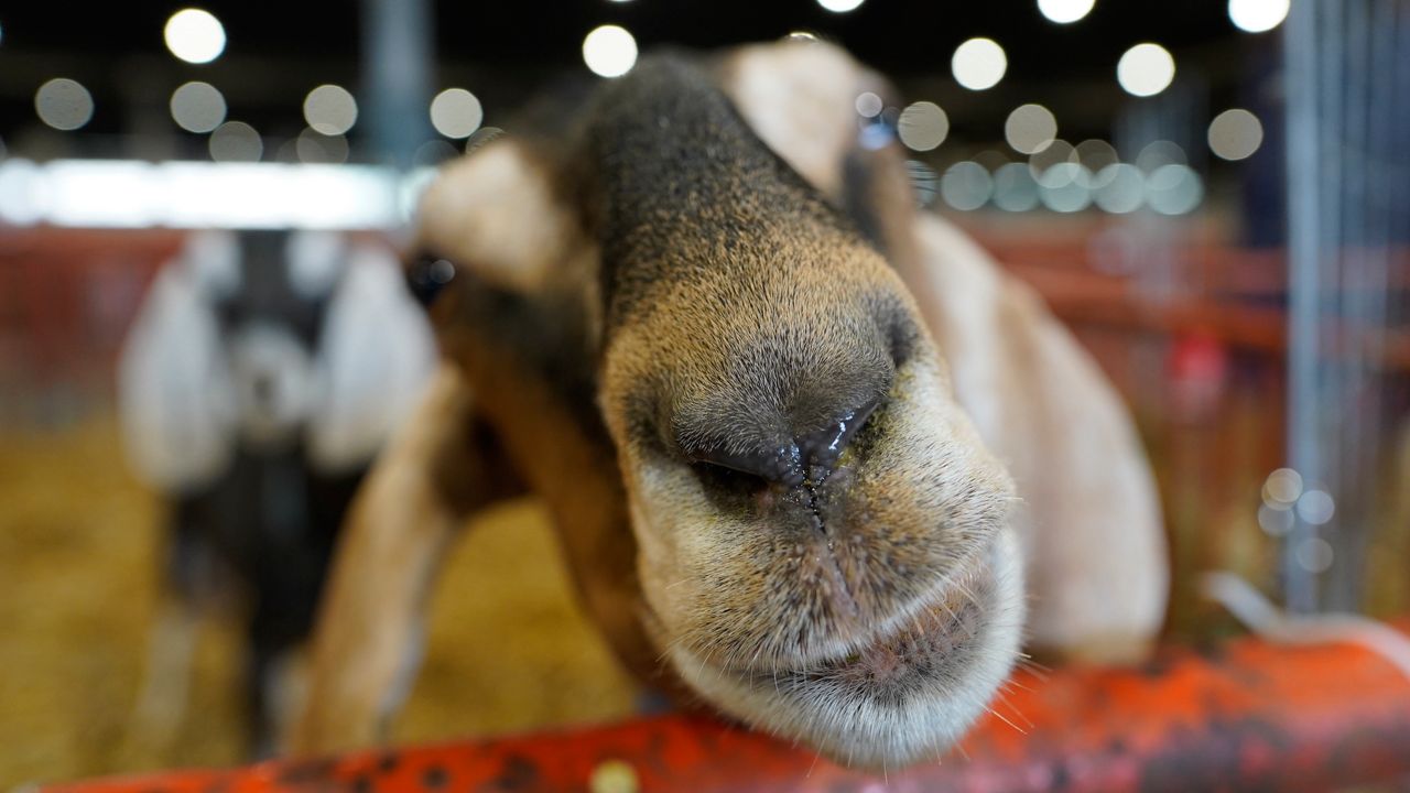 Louisville hosts American Dairy Goat Association show