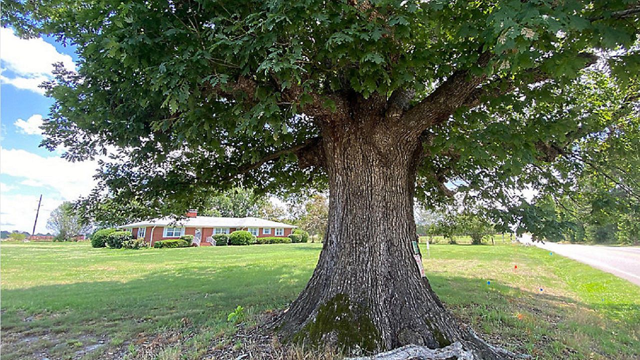 Historical oak tree threatened by development