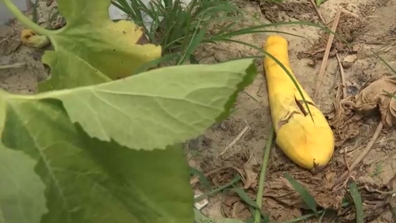 Dry weather impacts crops