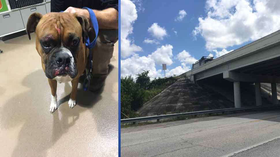 Dog Miraculously Survives After Jump from I-75 Overpass