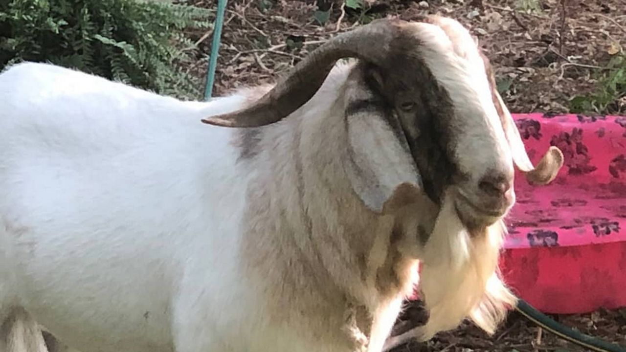 Durham Sheriff Looking for Owner of Goat