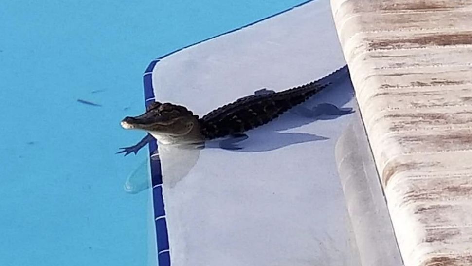Gator Takes a Dip in Sanford Community Pool