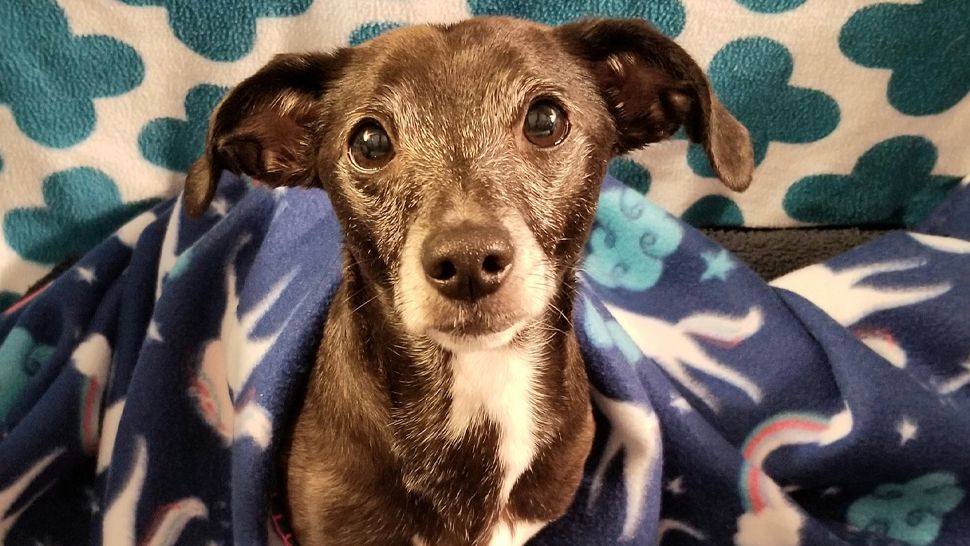 Special Paws Inc cares for dogs with disability