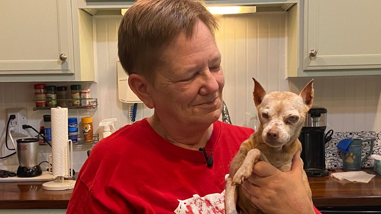 Special Paws Inc cares for dogs with disability