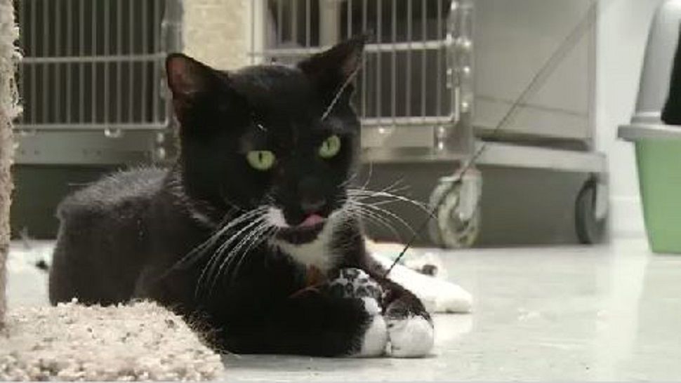 Everyday Hero: volunteer dedicated finding pets homes