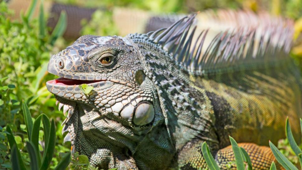 Weather Explained: Falling iguanas