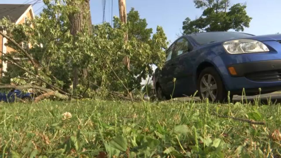 Tree branch falls, damages car