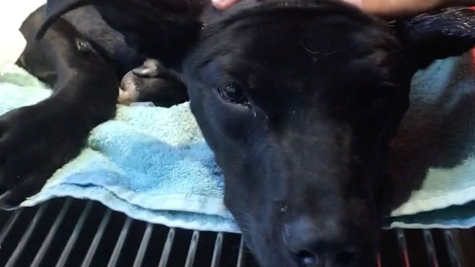 Orlando Police Officer Rescues Severely Burned Dog