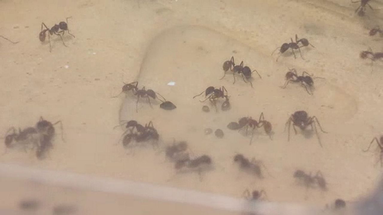 Viral Video Provides New Insights Into Ant Stings