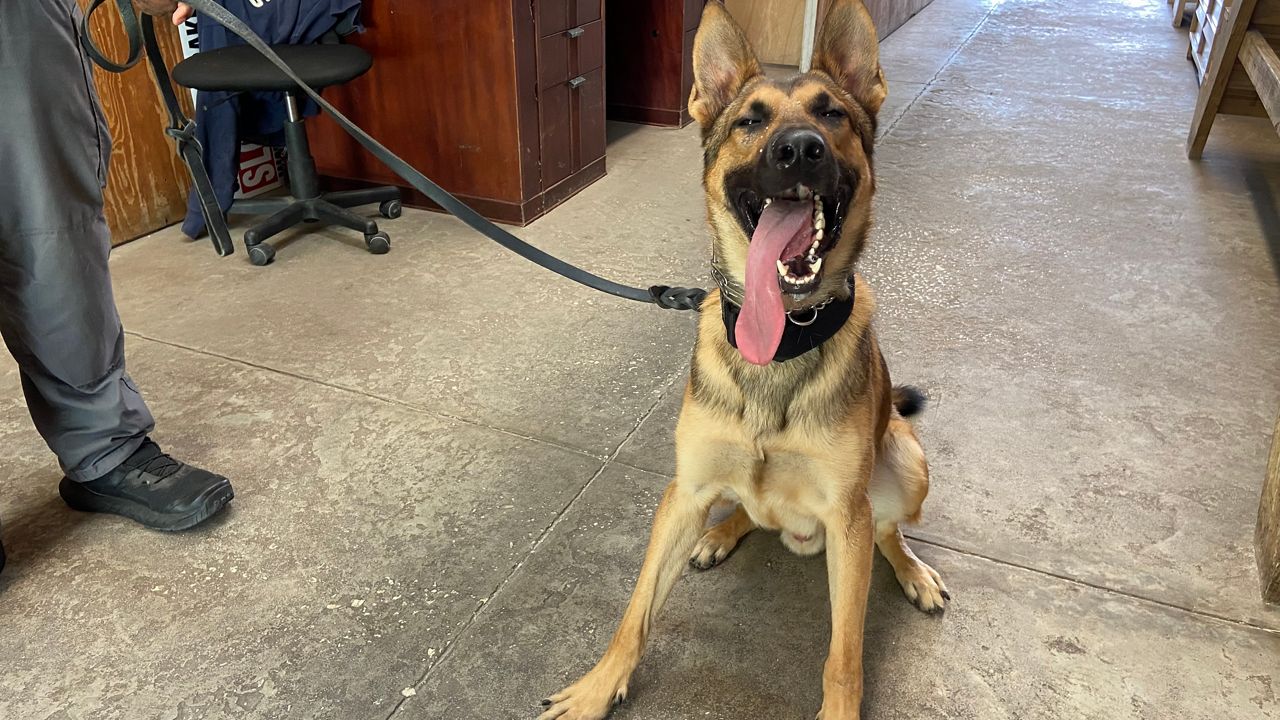 Orlando K-9 Rollout Explosives Detecting Dogs