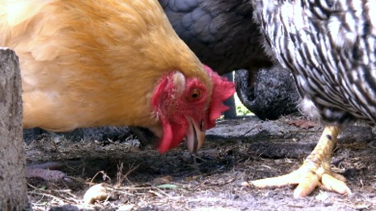 1.7 million chickens die due to hurricane