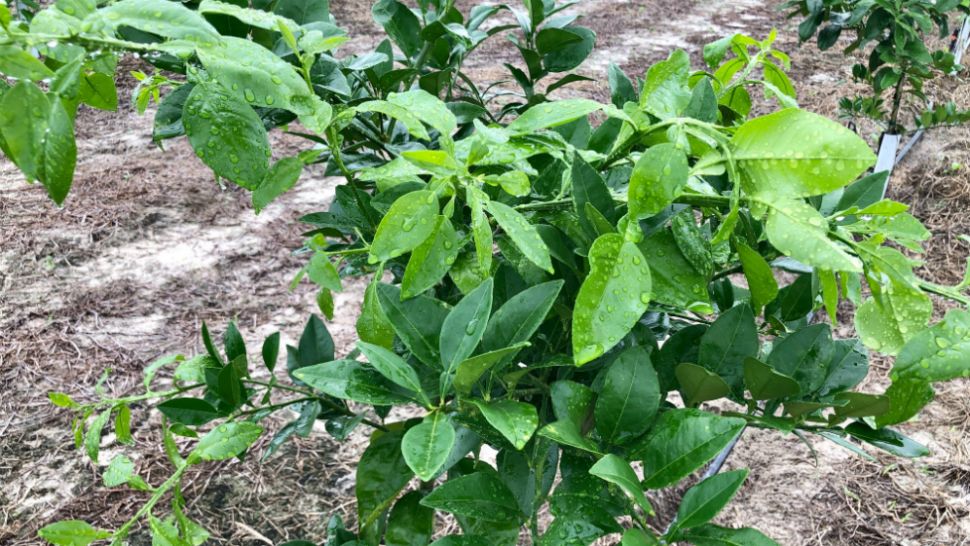 Association Spends Millions on New Method of Growing Citrus