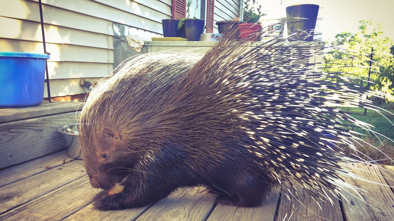 Have you seen this porcupine?