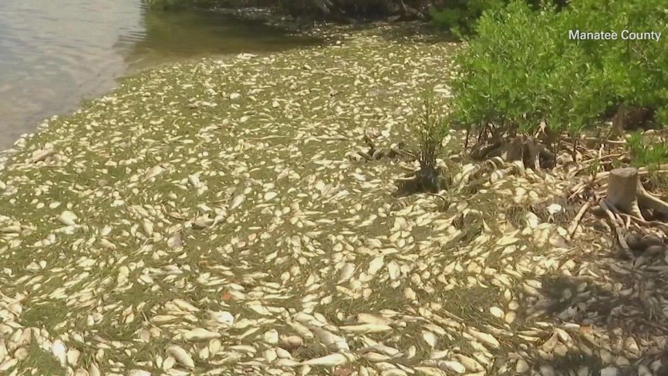 Red tide killing fish, dolphins as it creeps up FL coast
