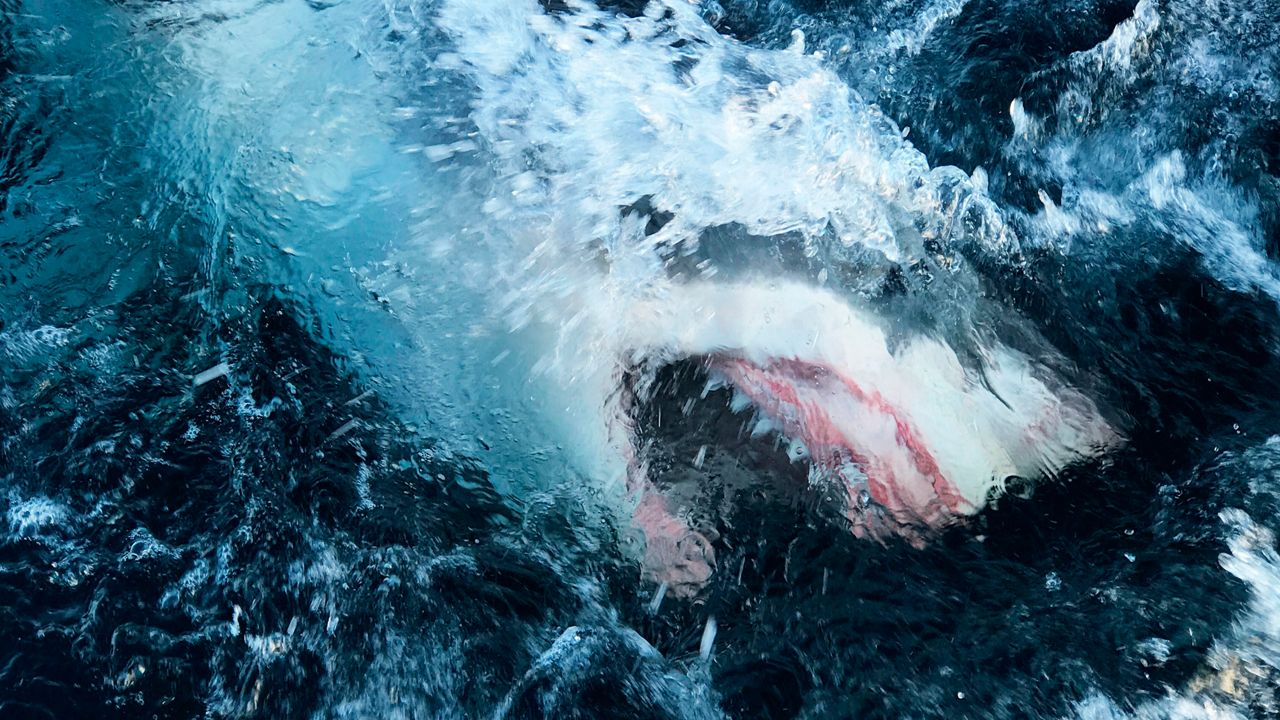 5 Things to Know Before You Binge This Year’s Shark Week