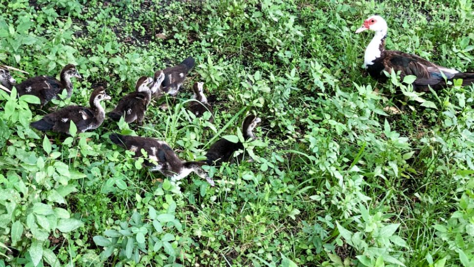 Police Say Largo Man Intentionally Ran Over Ducklings, Killed 2