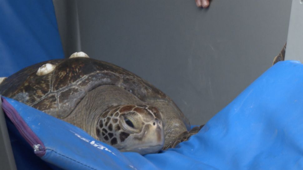 Rehabilitated 50-Pound Turtle Released Back Into The Wild