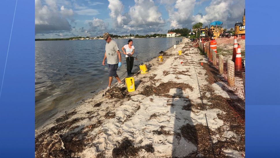 Manatee officials: Volunteers needed for red tide cleanup