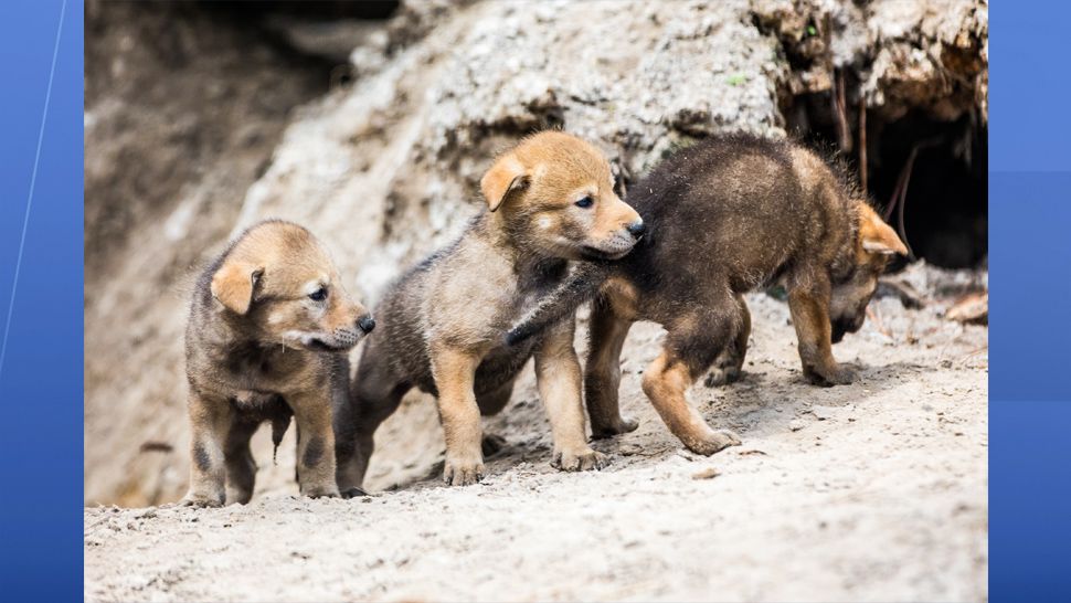 ZooTampa's four red wolf pups named after Florida locations