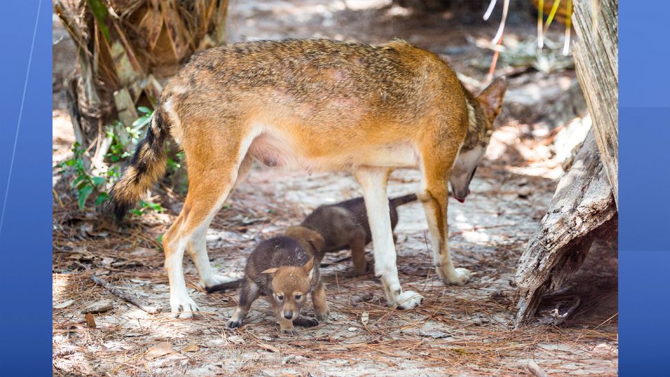 ZooTampa's four red wolf pups named after Florida locations