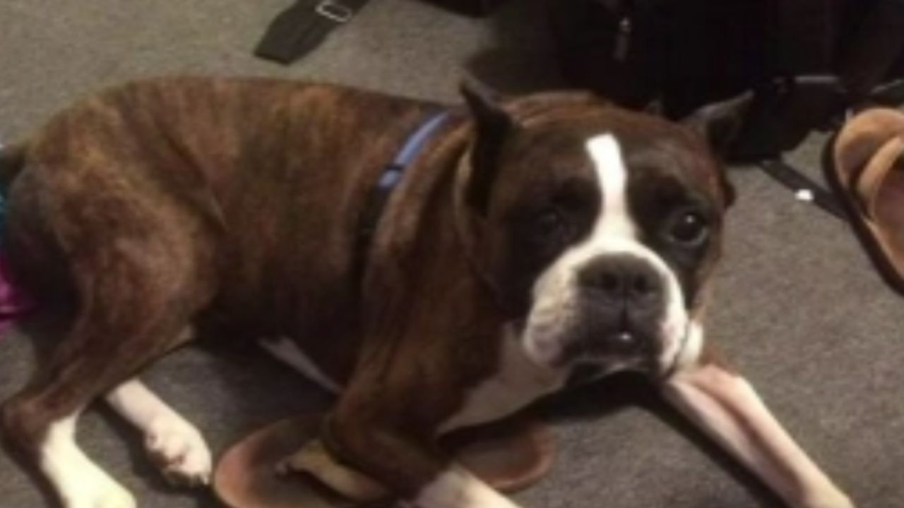 Dog dead after being involved in carjacking