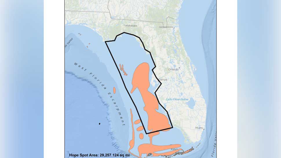 Florida's Gulf Coast Named "Hope Spot" by Mission Blue