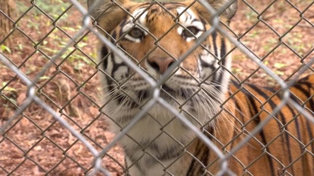 Carolina Tiger Rescue Reopens