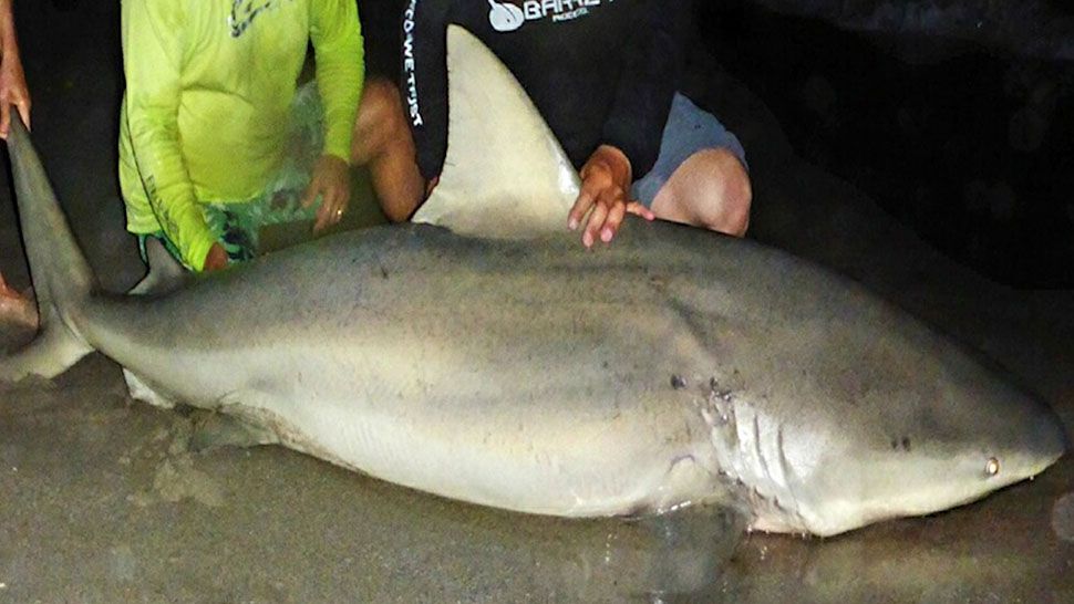 FWC may limit shore-based shark fishing