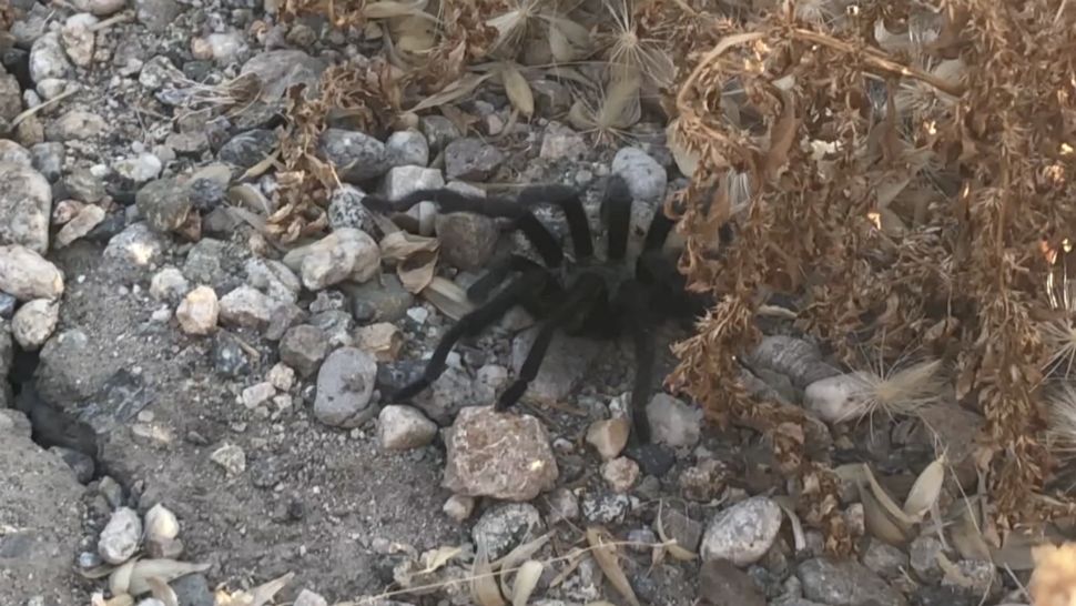 Tarantula Sightings Increase During Mating Season