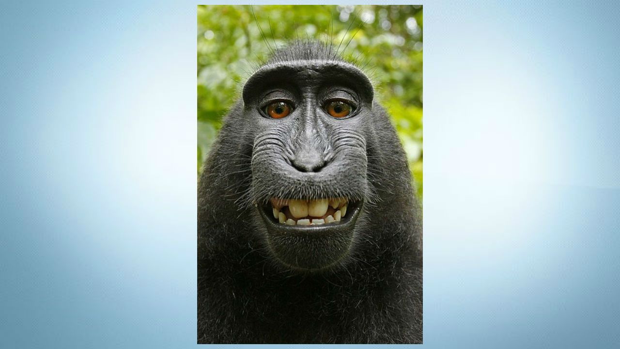 Sides agree to stop monkeying around in primate selfie suit