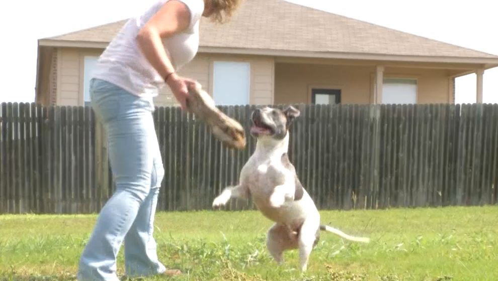 New Braunfels dog shot with nail gun