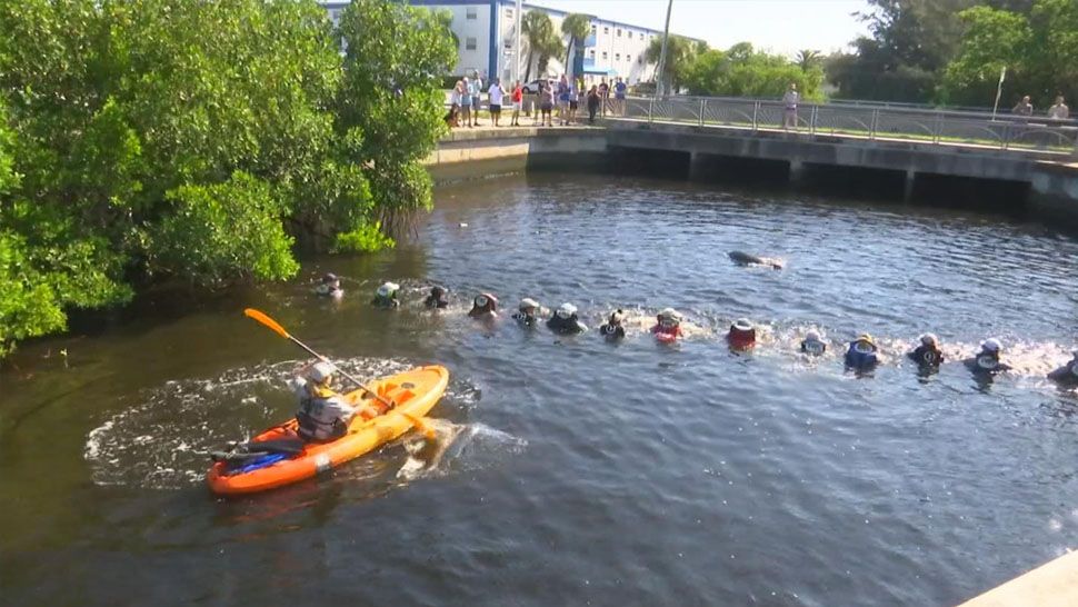 Rescue Teams Form Human Chain to Coax Scared Dolphins Back Out Into Bay