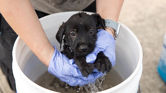 ASPCA steps in to save 150 animals following Florence