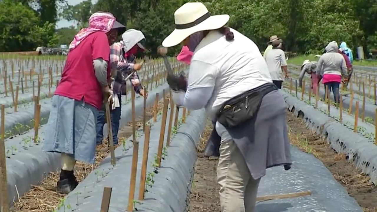 5 Things to Know: Colectivo Arbol Helps Field-Workers Meet Basic Needs