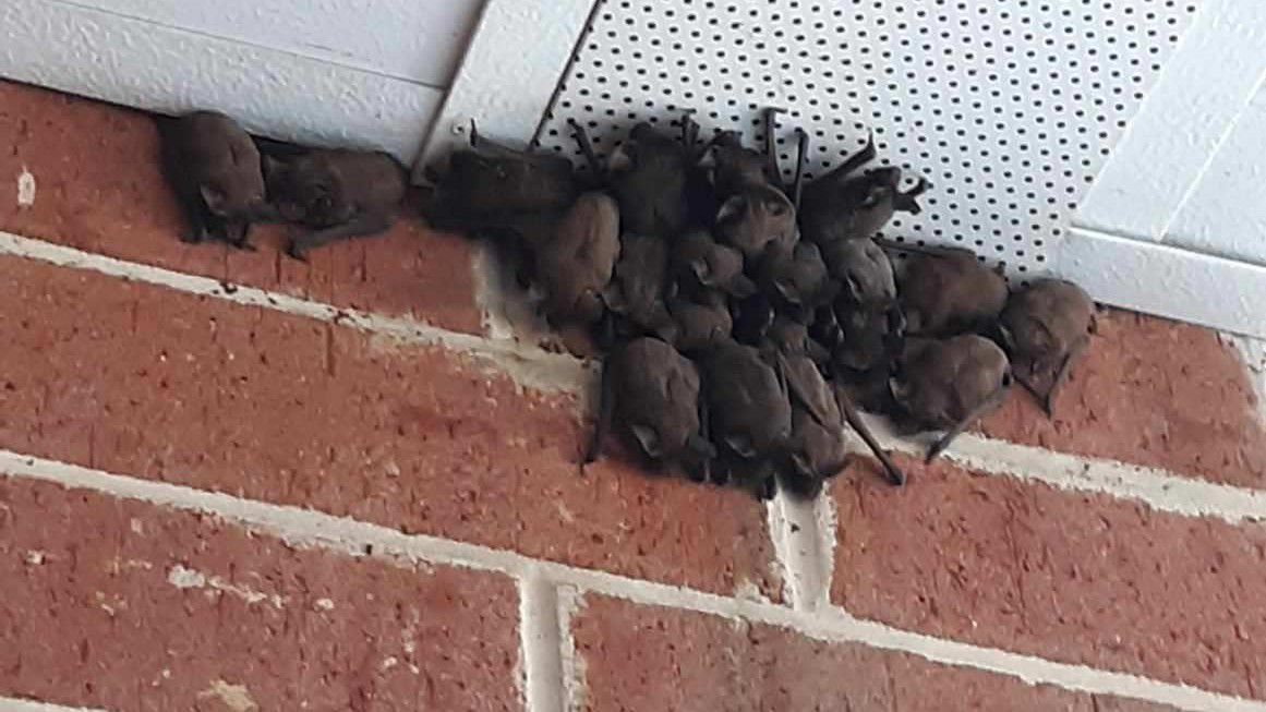 Hundreds of Bats Hanging Around Belleview High School Cause Smelly Problem
