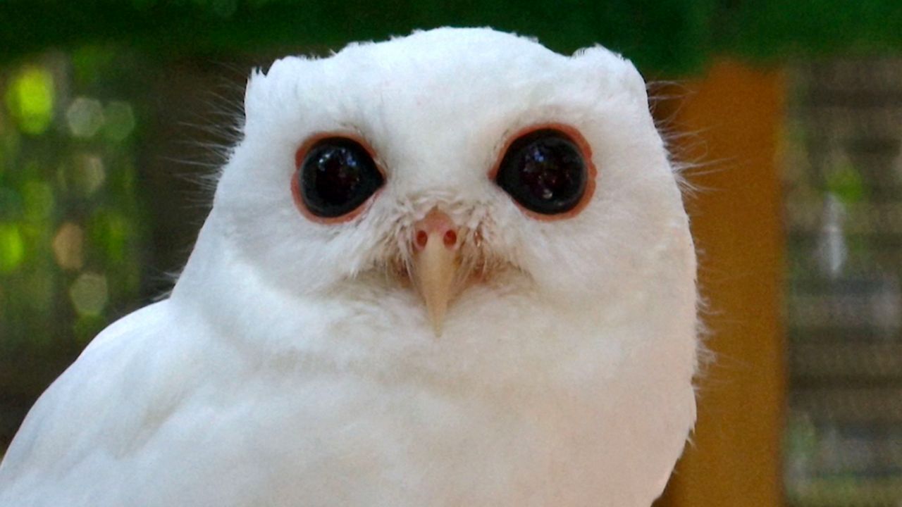 Florida on a Tankful: Peace River Wildlife Center