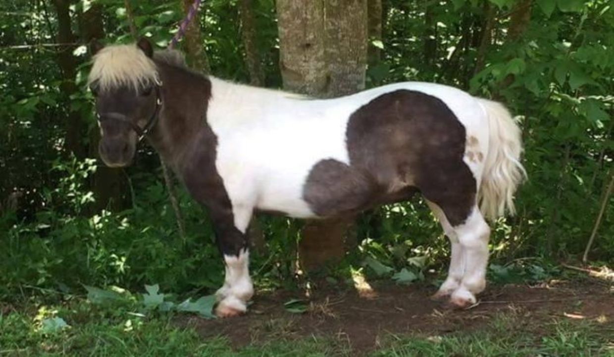 Caldwell Co. Sheriff's Office trying to locate a stolen pony
