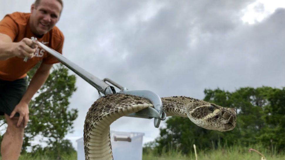 Snake wrangler rescuing locals from venomous pests