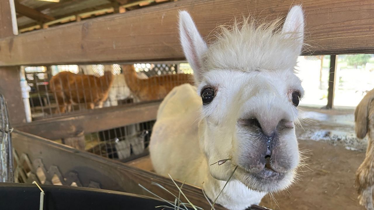 Tankful: Couple raise pack of Alpacas on local farm